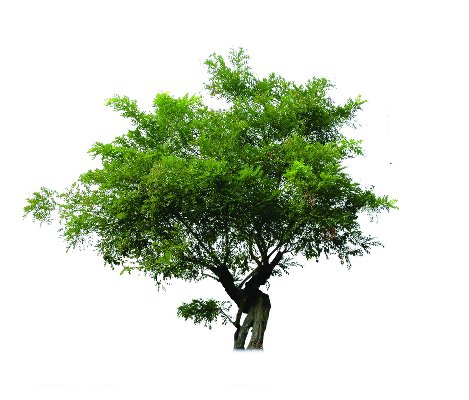 Texture TIFF ultimate collection tree