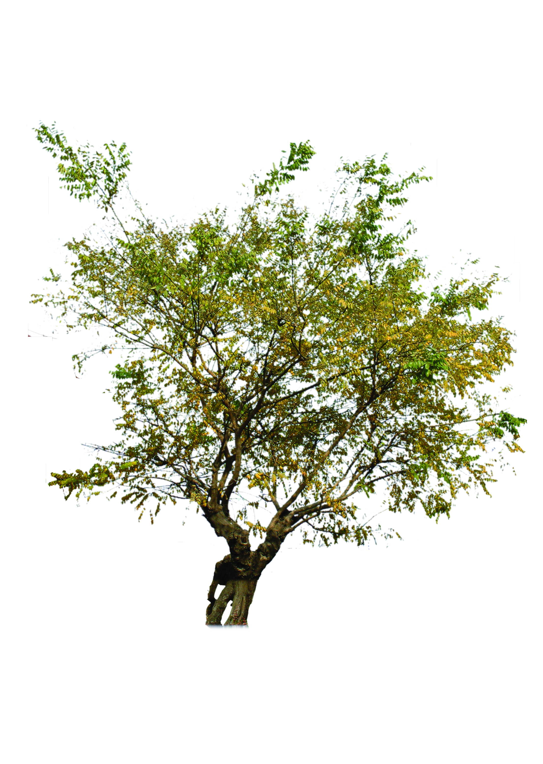 Texture TIFF ultimate collection tree