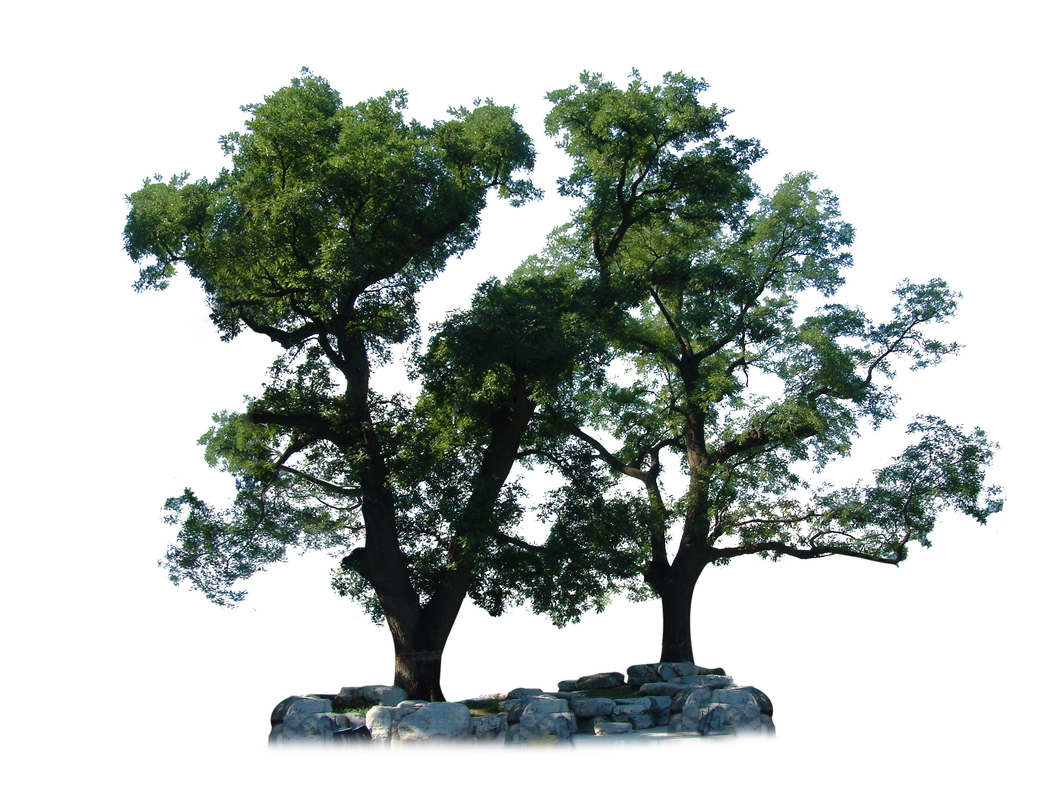 Texture TIFF ultimate collection tree