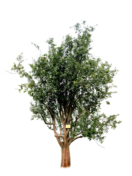 Texture TIFF ultimate collection tree