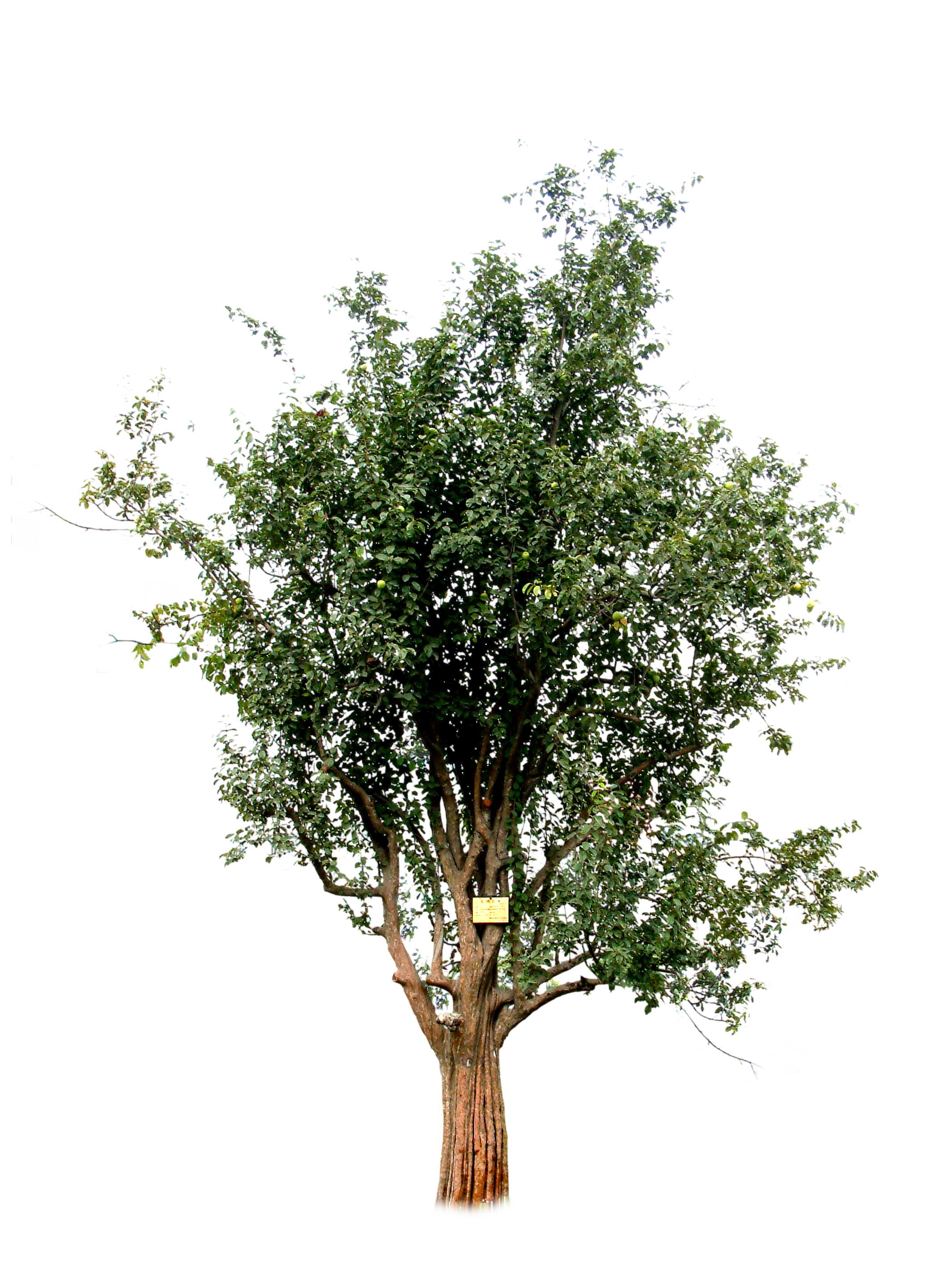 Texture TIFF ultimate collection tree