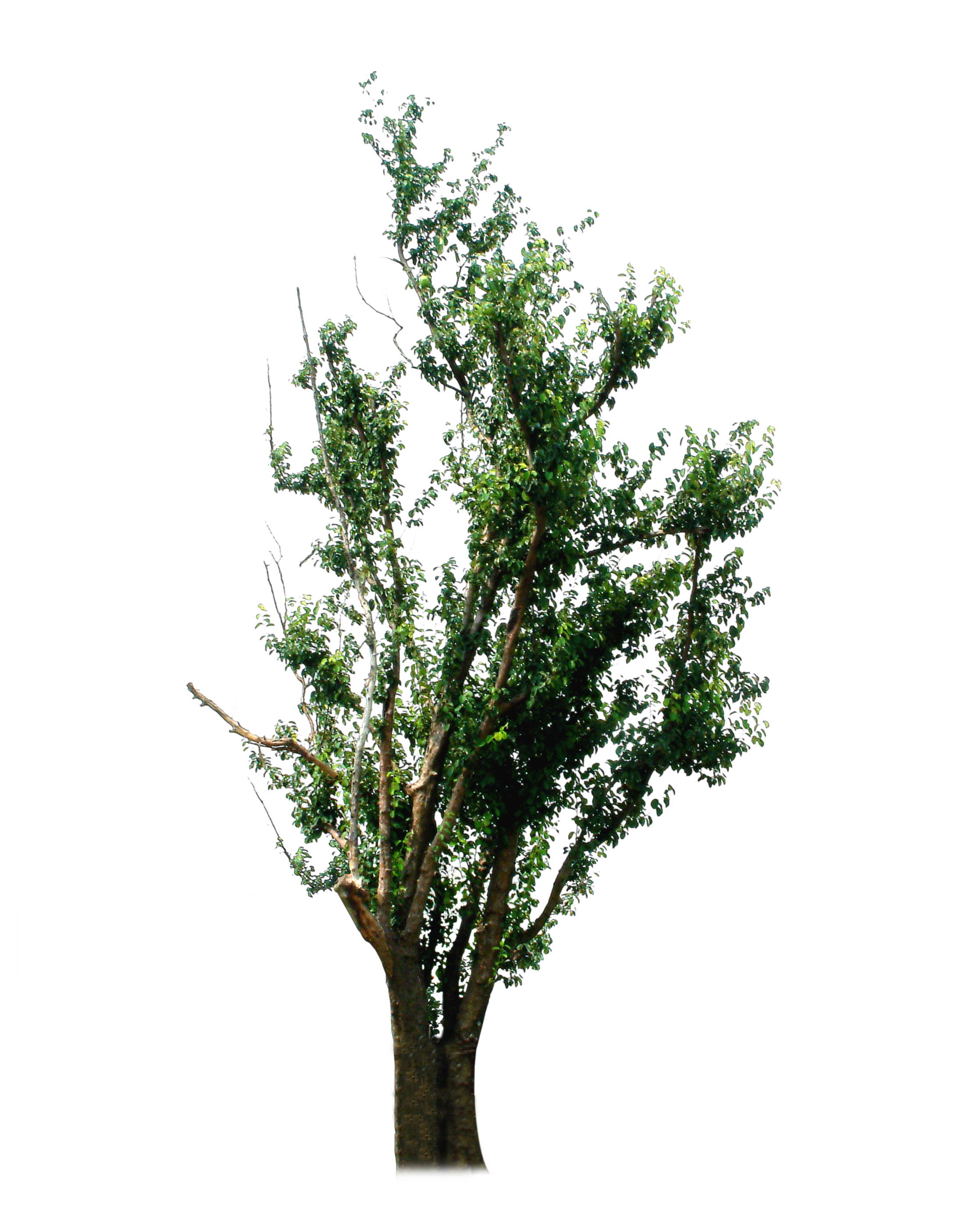 Texture TIFF ultimate collection tree