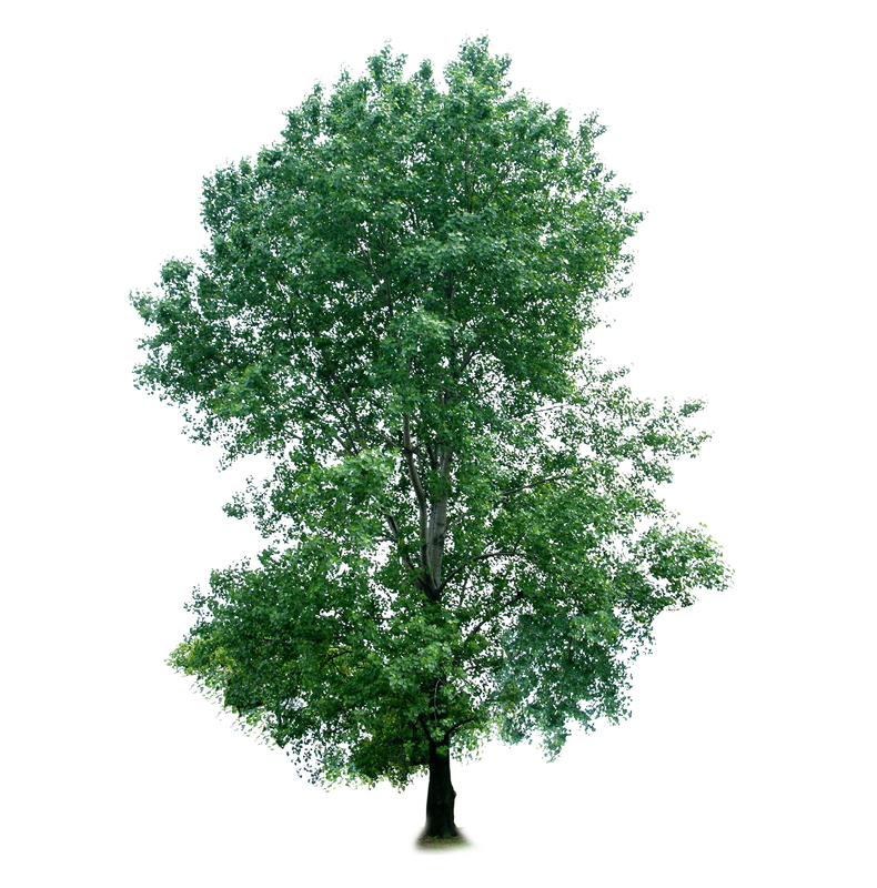 Texture TIFF ultimate collection tree