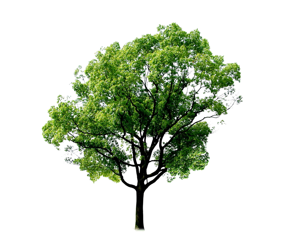 Texture TIFF ultimate collection tree