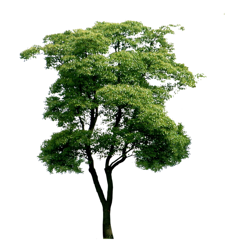 Texture TIFF ultimate collection tree