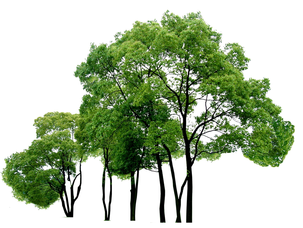 Texture TIFF ultimate collection tree