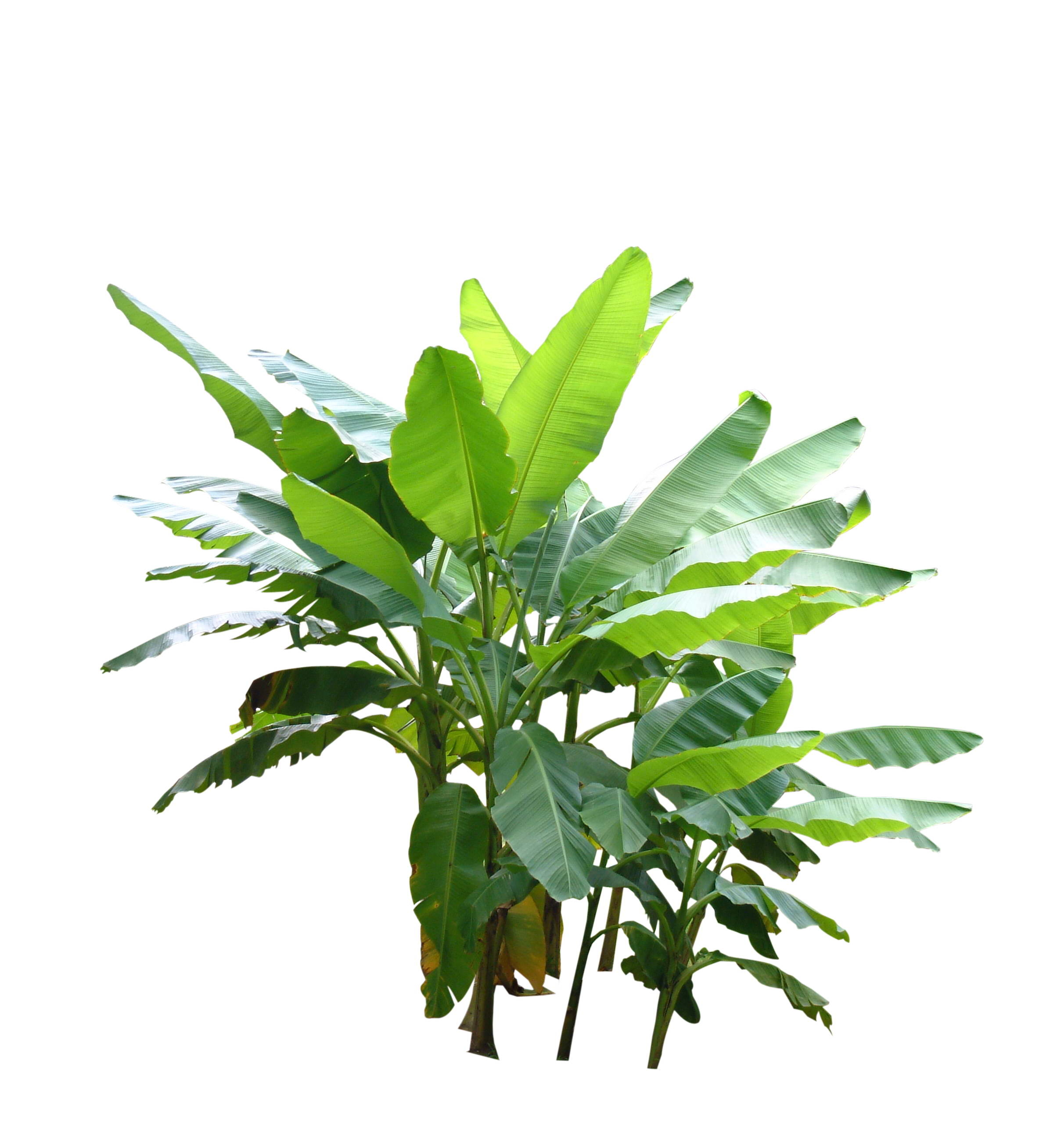 Texture TIFF ultimate collection tree