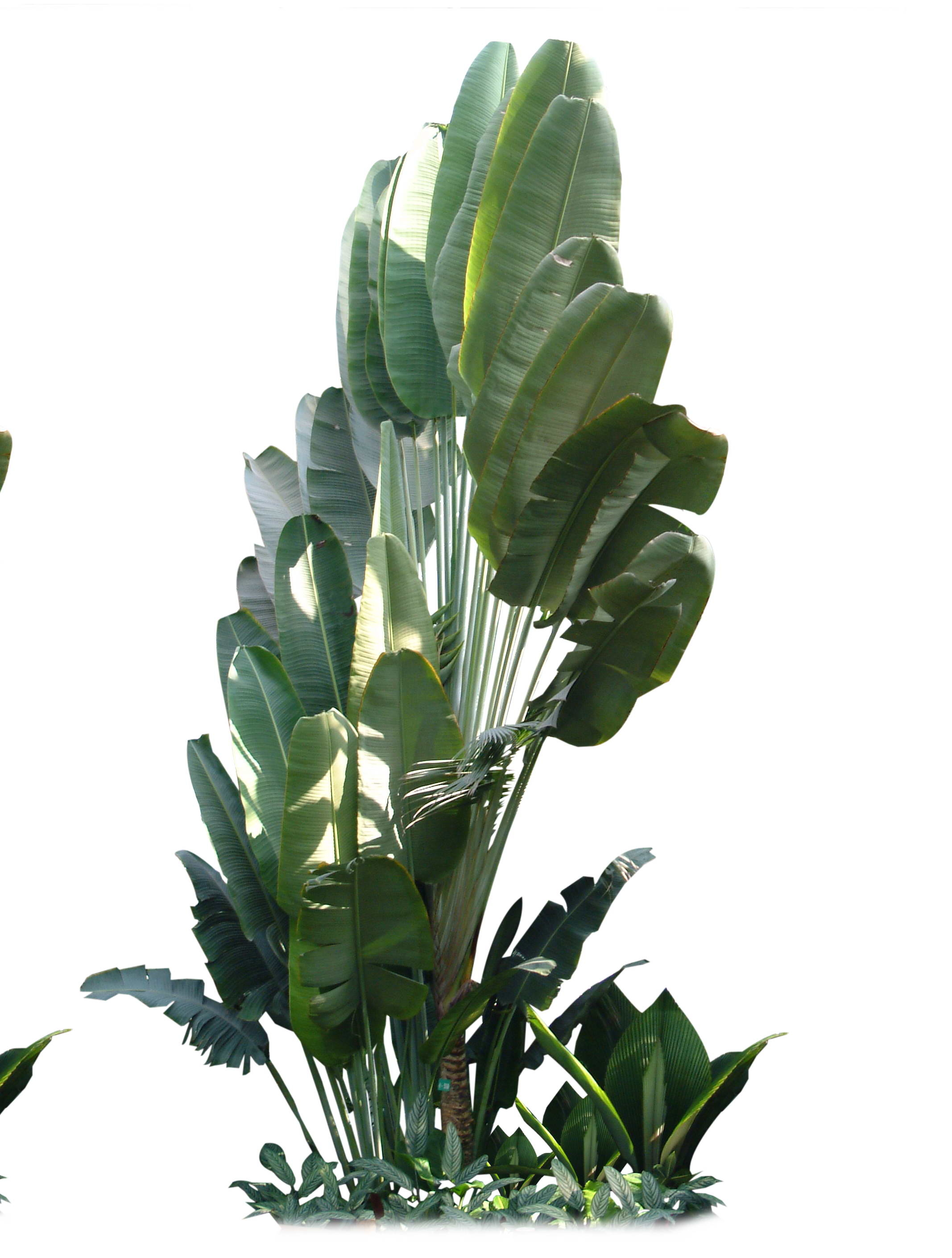 Texture TIFF ultimate collection tree