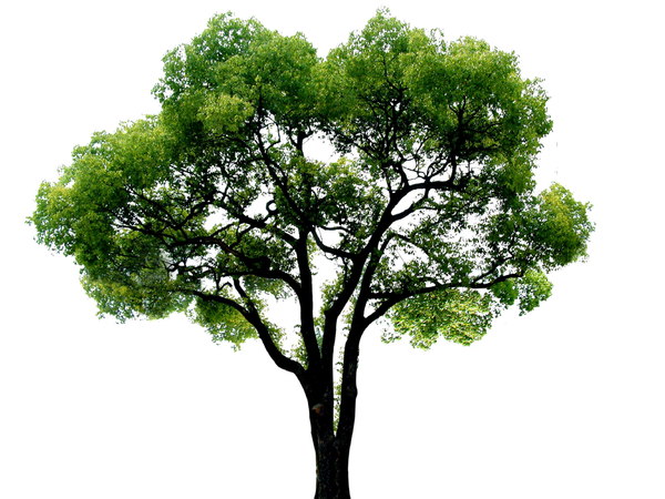 Texture TIFF ultimate collection tree