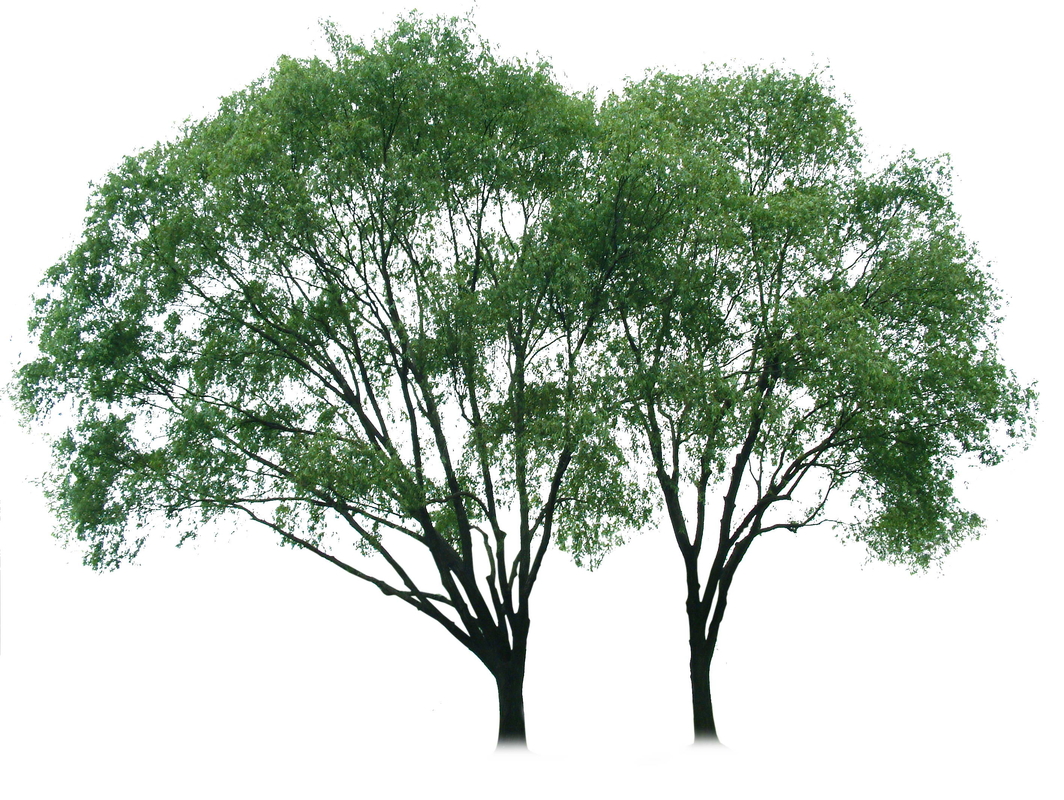 Texture TIFF ultimate collection tree