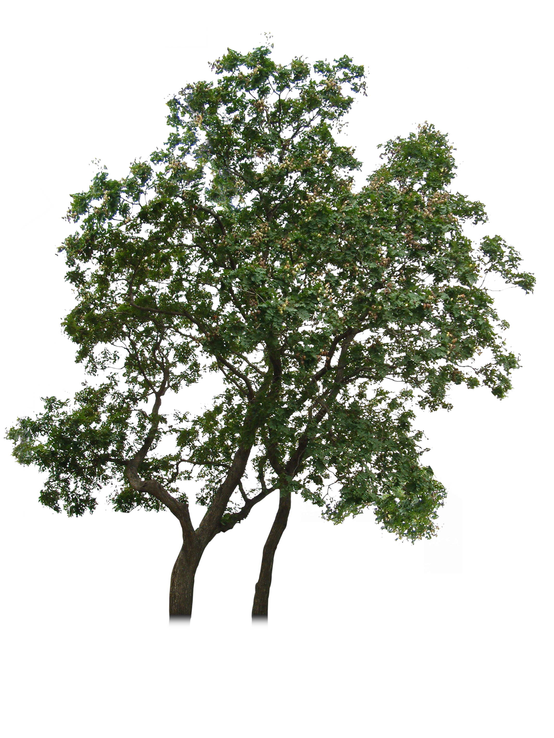 Texture TIFF ultimate collection tree