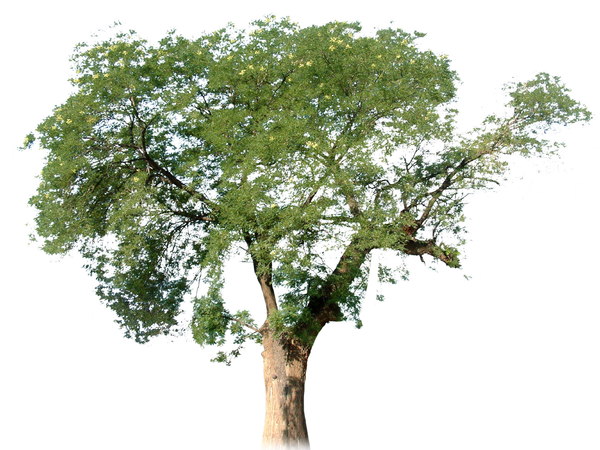 Texture TIFF ultimate collection tree