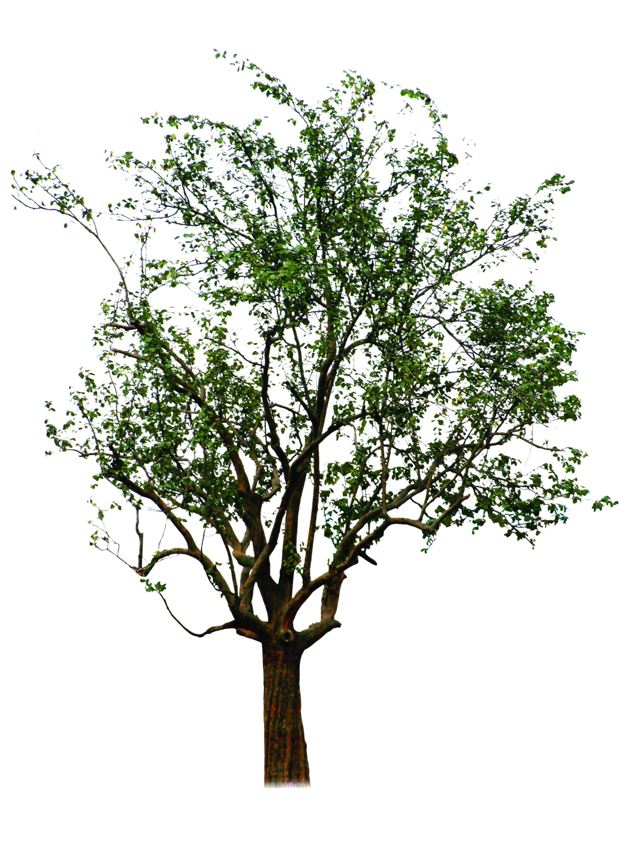 Texture TIFF ultimate collection tree