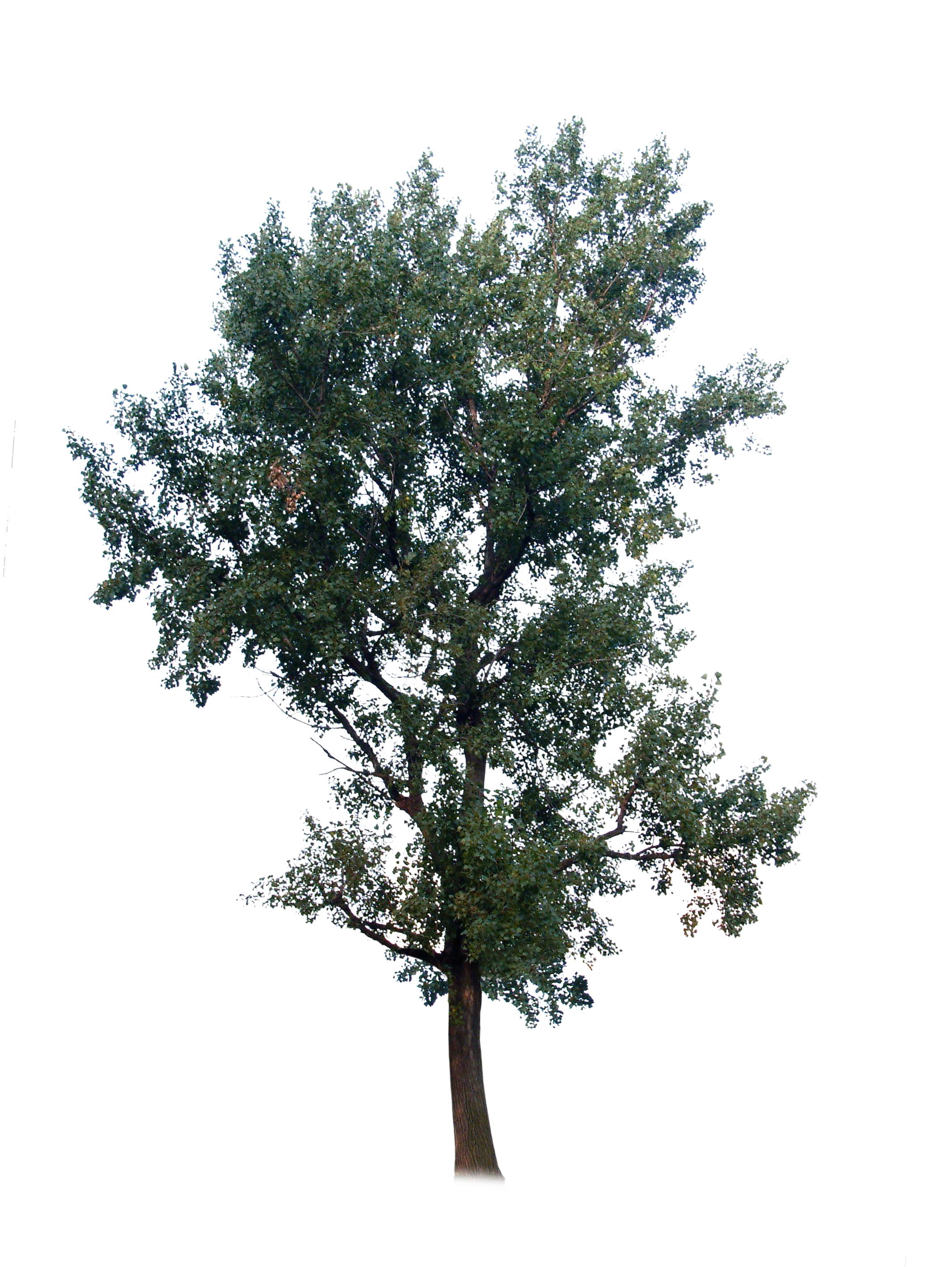 Texture TIFF ultimate collection tree