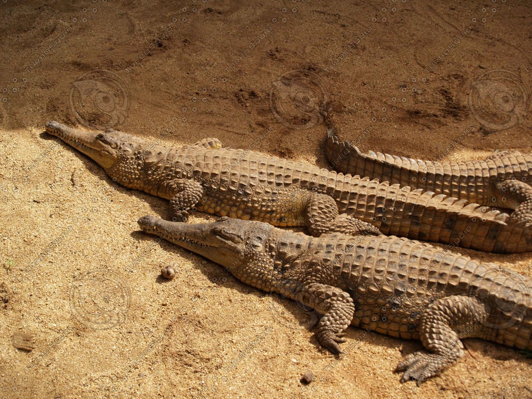 Stock JPEG crocodile building city