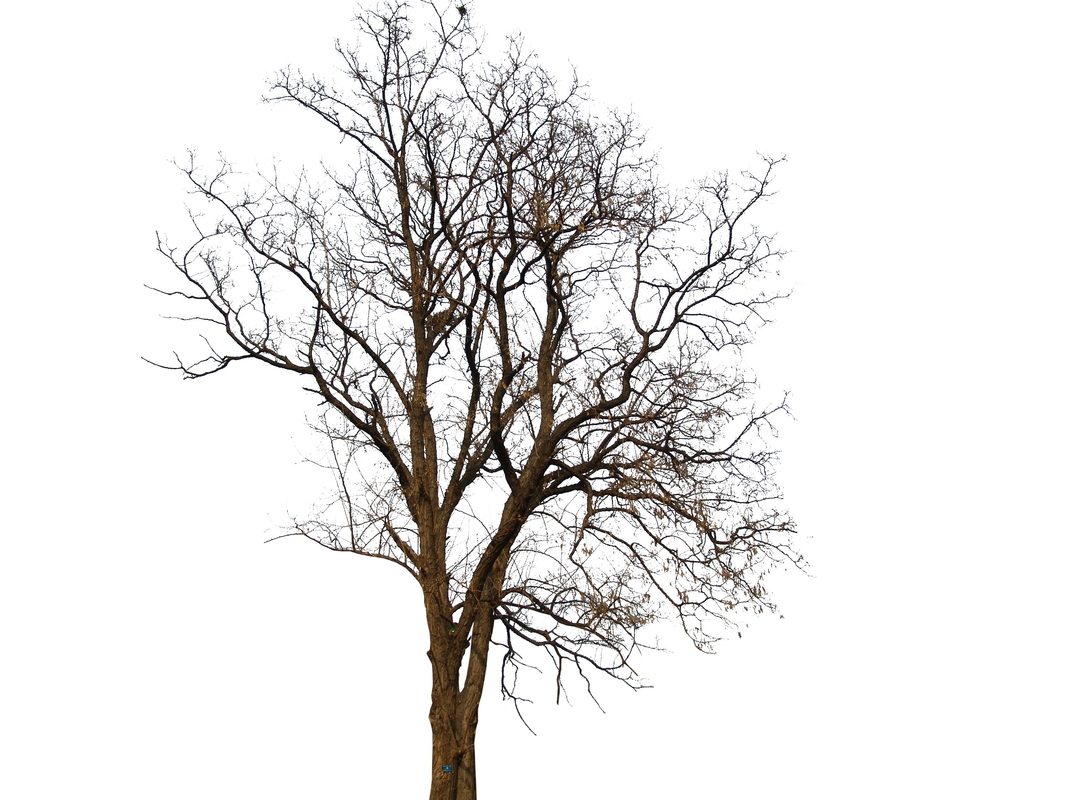 Texture Photoshop ultimate collection tree