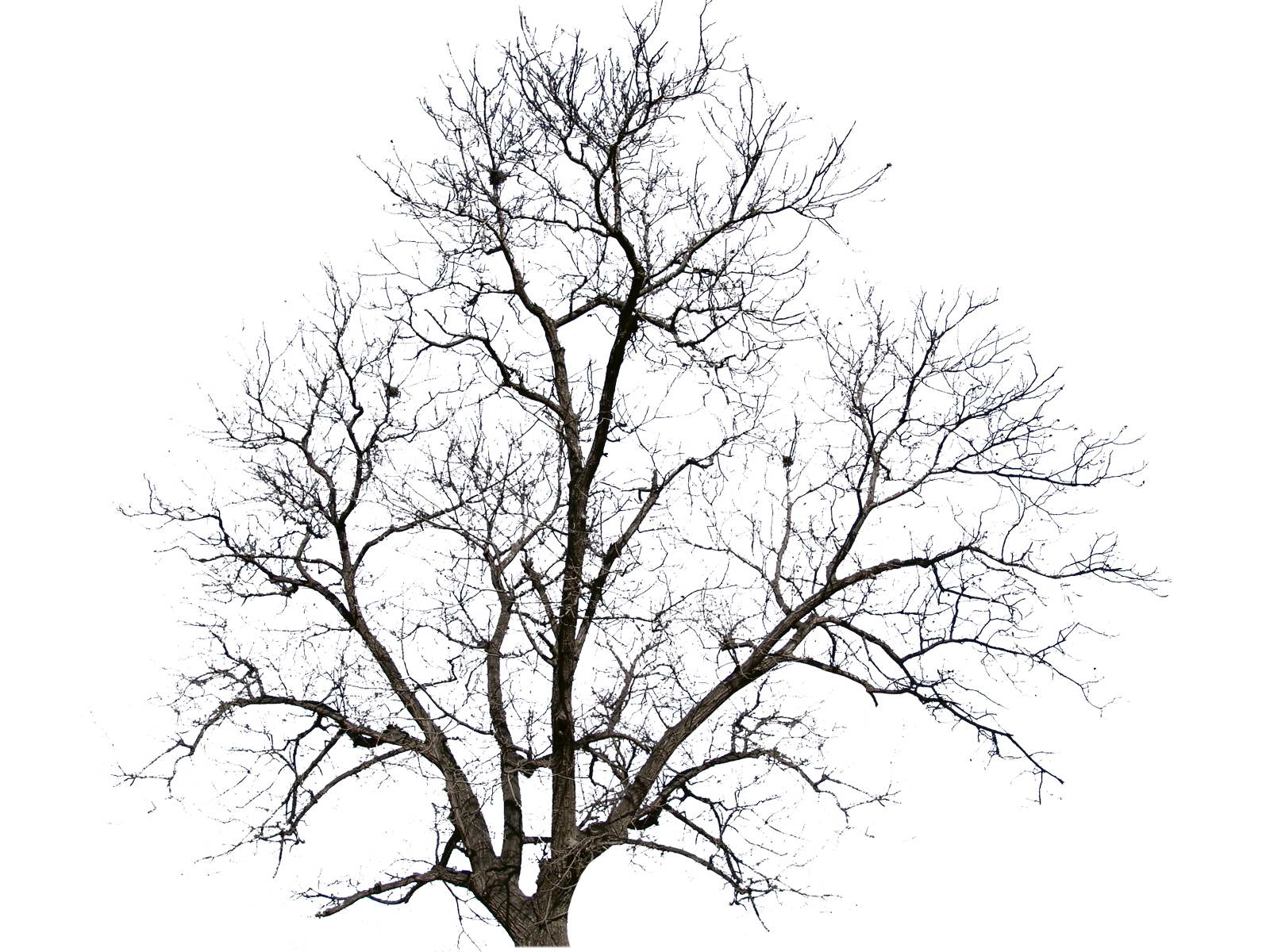 Texture Photoshop ultimate collection tree