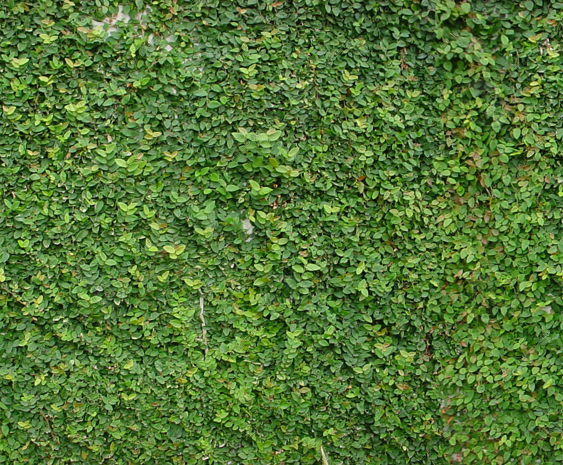Texture JPEG seamless wall bush