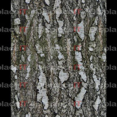 Texture Windows Bitmap Bark Birch Displace