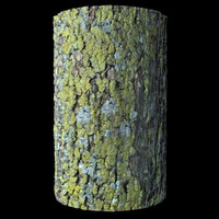Texture Windows Bitmap Bark Birch Displace