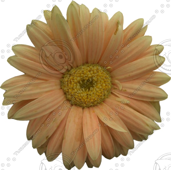 Texture PNG Alphamaps Floral Alpha