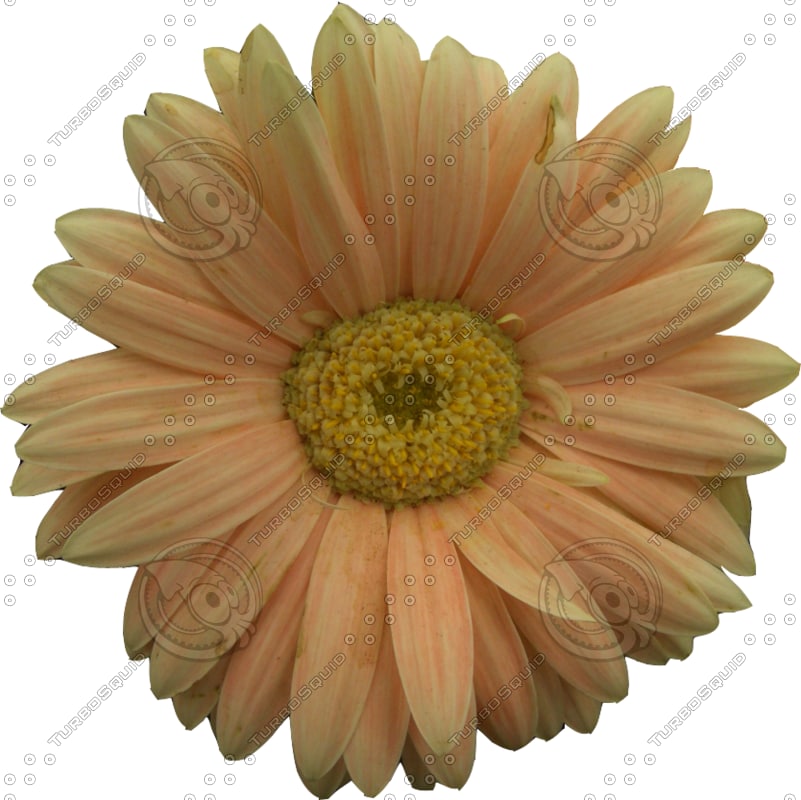 Texture PNG Alphamaps Floral Alpha