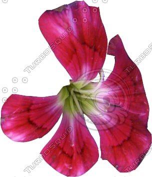 Texture PNG Alphamaps Floral Alpha