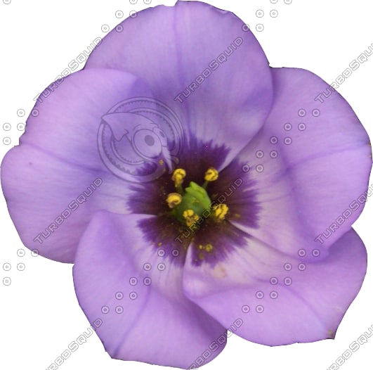 Texture PNG Alphamaps Floral Alpha