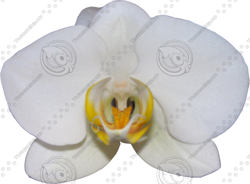 Texture PNG Alphamaps Floral Alpha