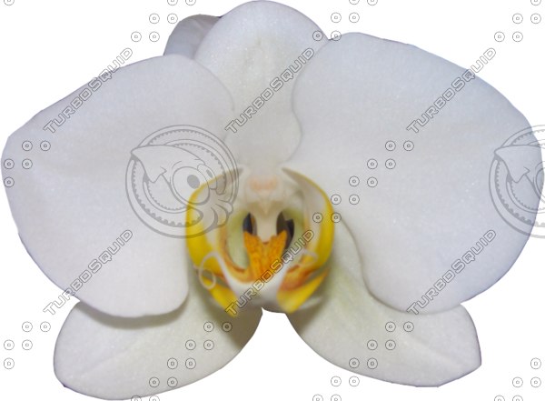 Texture PNG Alphamaps Floral Alpha