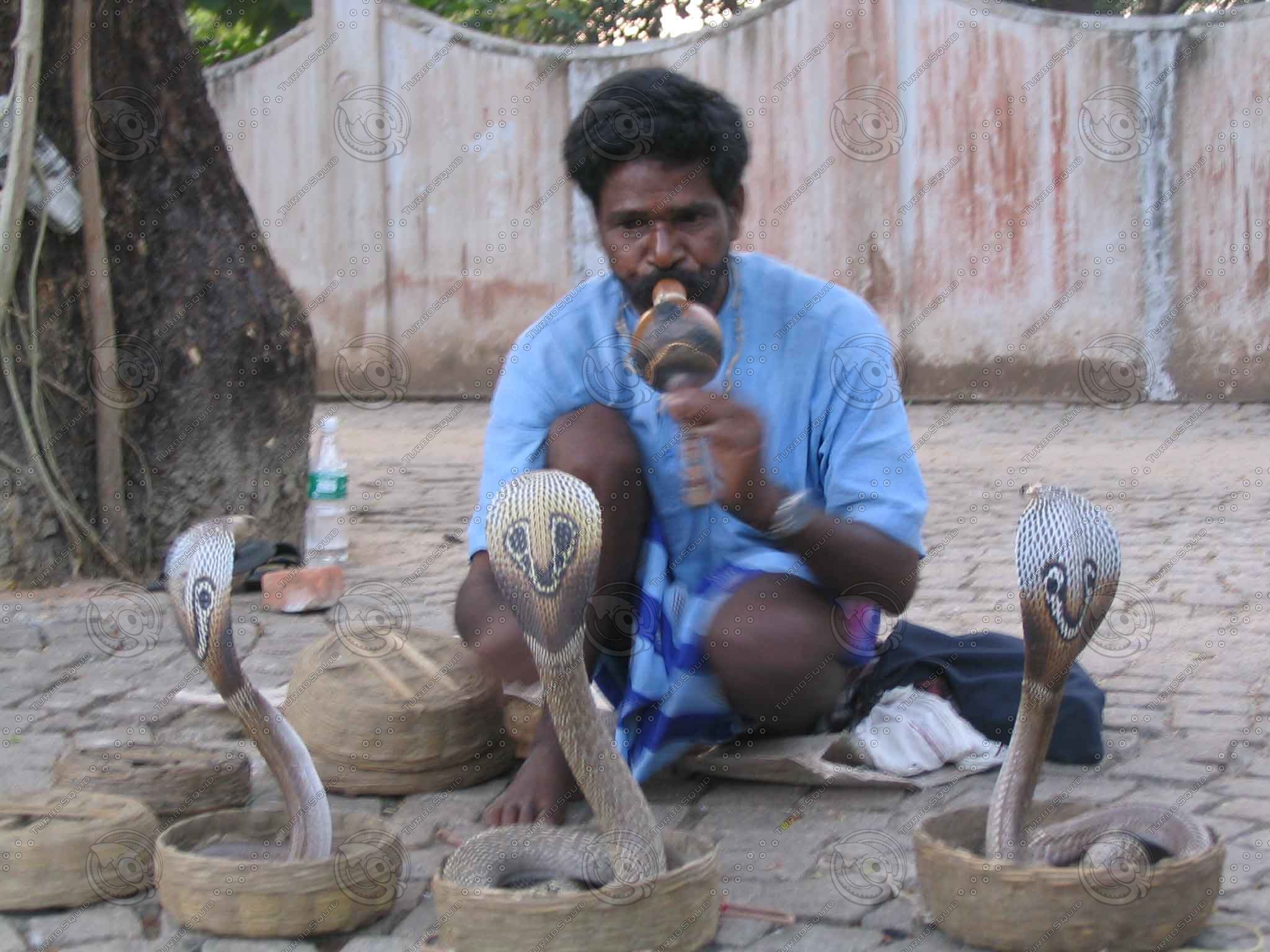 Stock JPEG snake cobra building