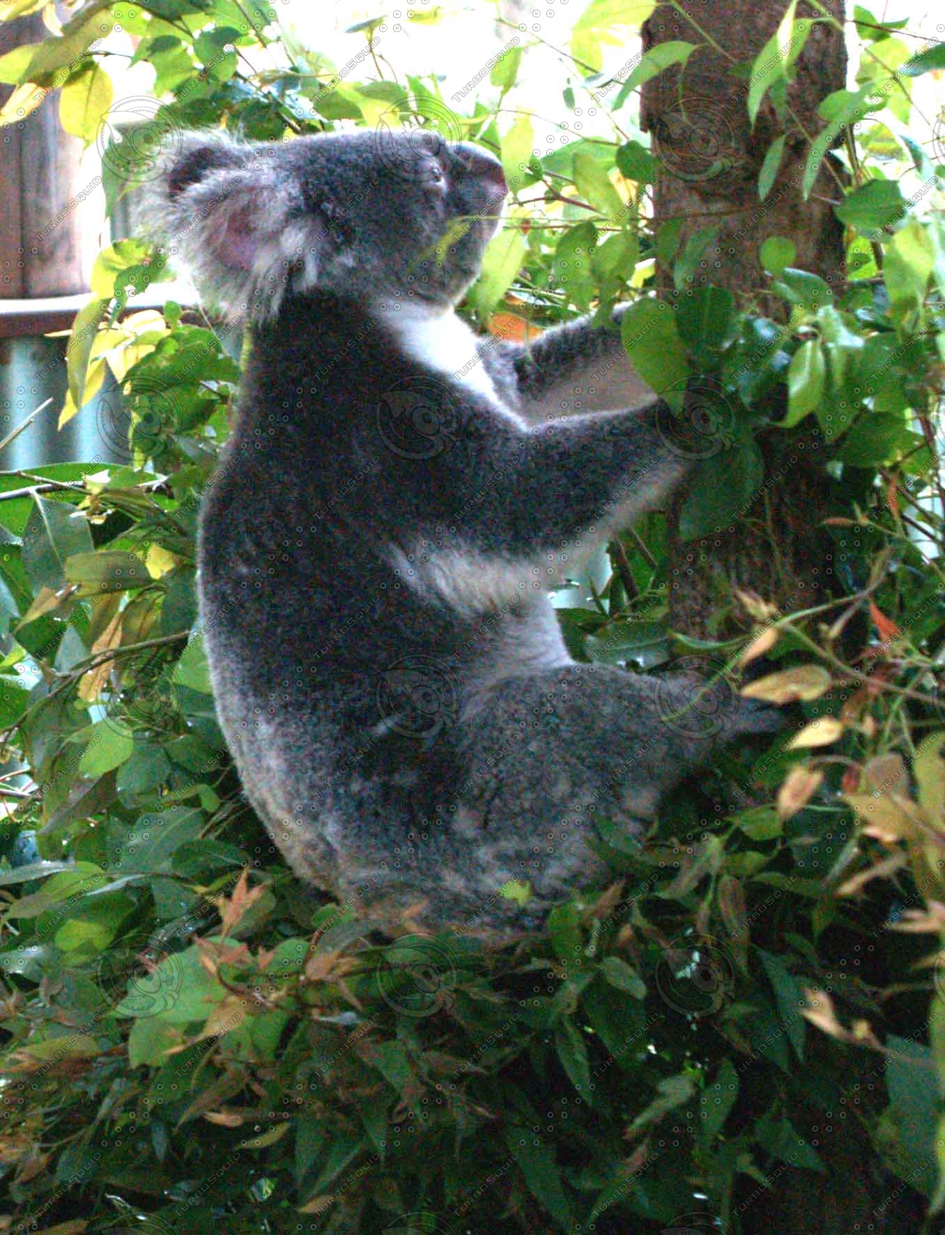 Stock JPEG koala bear building