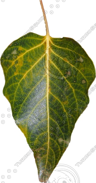 Texture PNG High Resolution Leaf Alphamaps