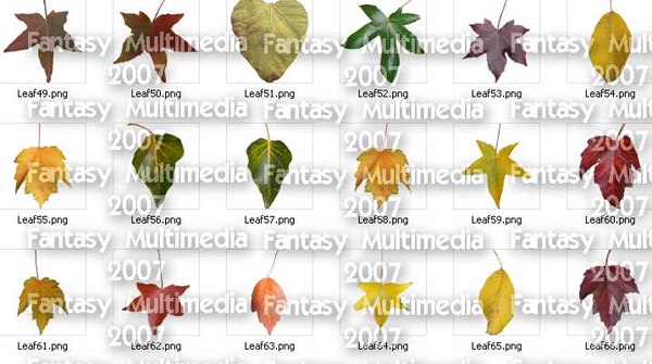 Texture PNG High Resolution Leaf Alphamaps