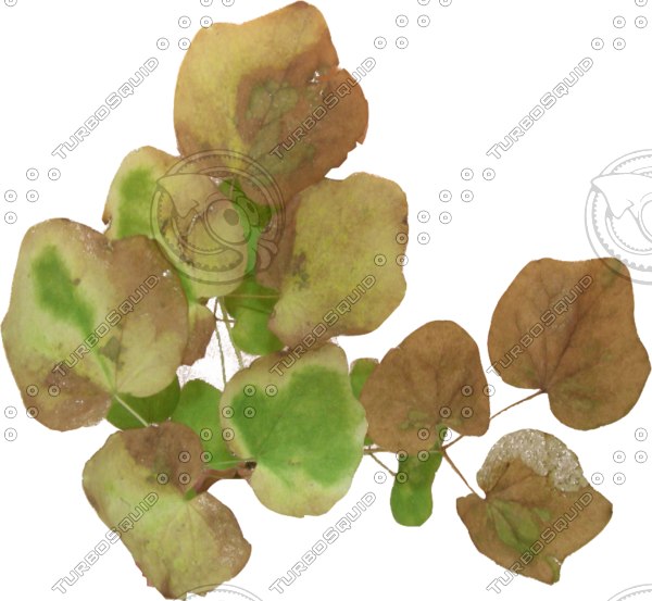 Texture PNG Fire Alpha Maps