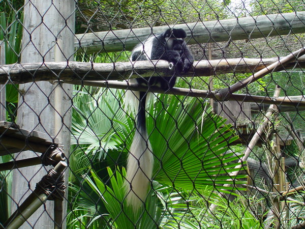 Stock JPEG monkey animal nature