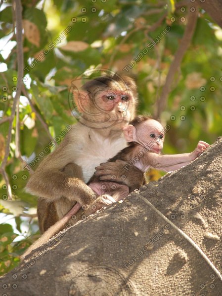 Stock JPEG monkey building street