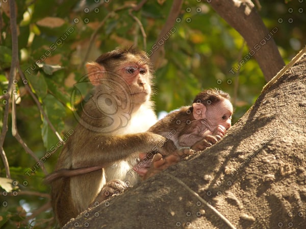Stock JPEG monkey building street