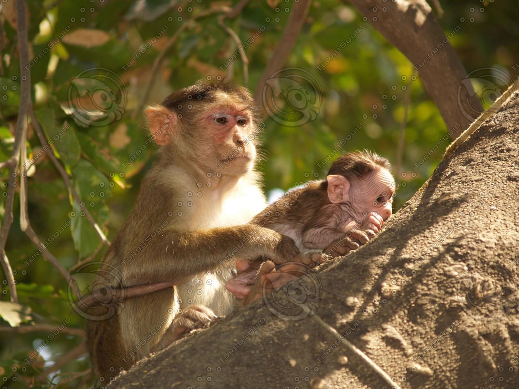 Stock JPEG monkey building street