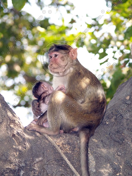 Stock JPEG monkey building street