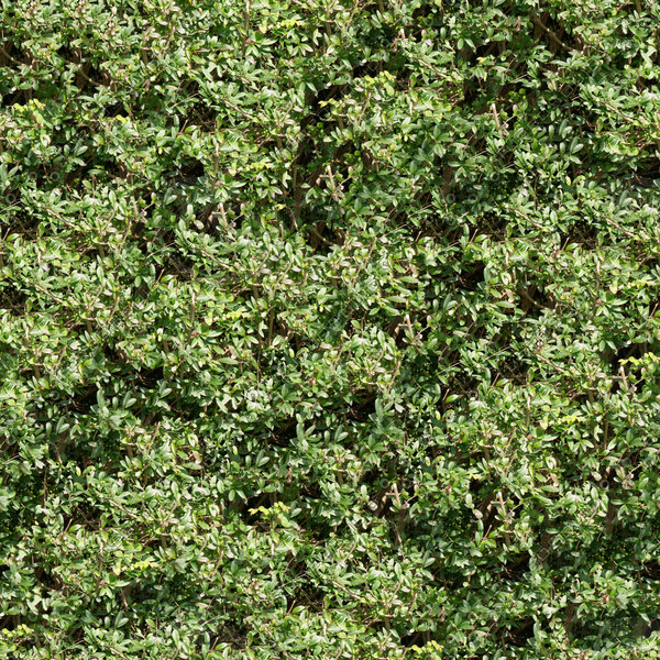 Texture JPEG plant ivy foliage