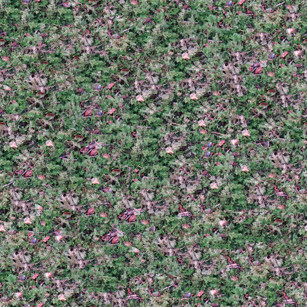 Texture JPEG plants leaf leaves