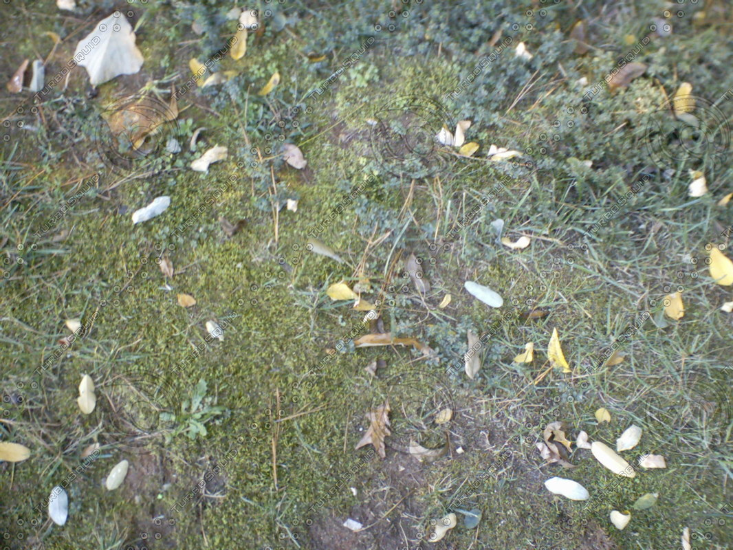 Texture JPEG Dirt Ground Path