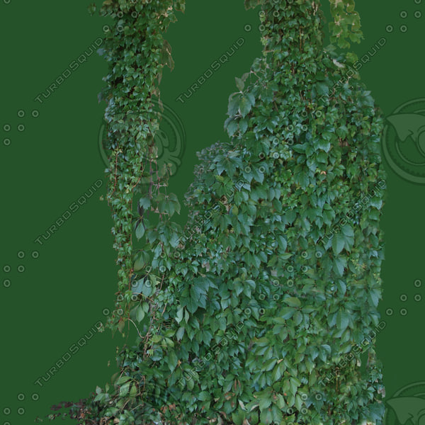 Texture JPEG vines vine plant