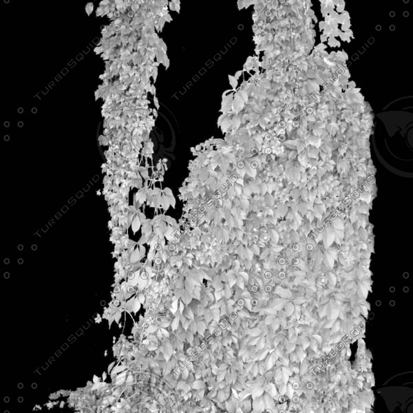 Texture JPEG vines vine plant