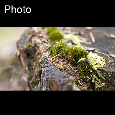 Stock TIFF plant forrest nature