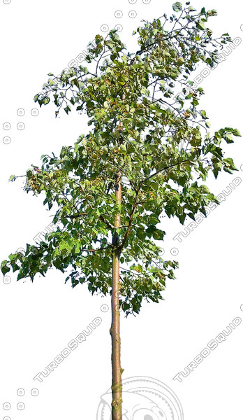 Texture PNG tree photo transparent