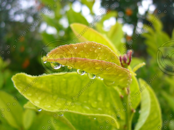 Stock JPEG art leaf nature
