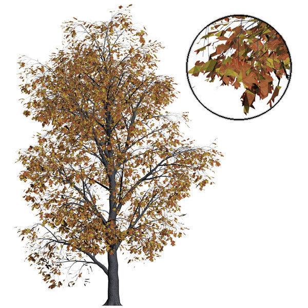 Texture JPEG tree plant Willow