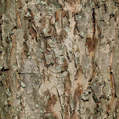 Texture Targa bark textures tiles